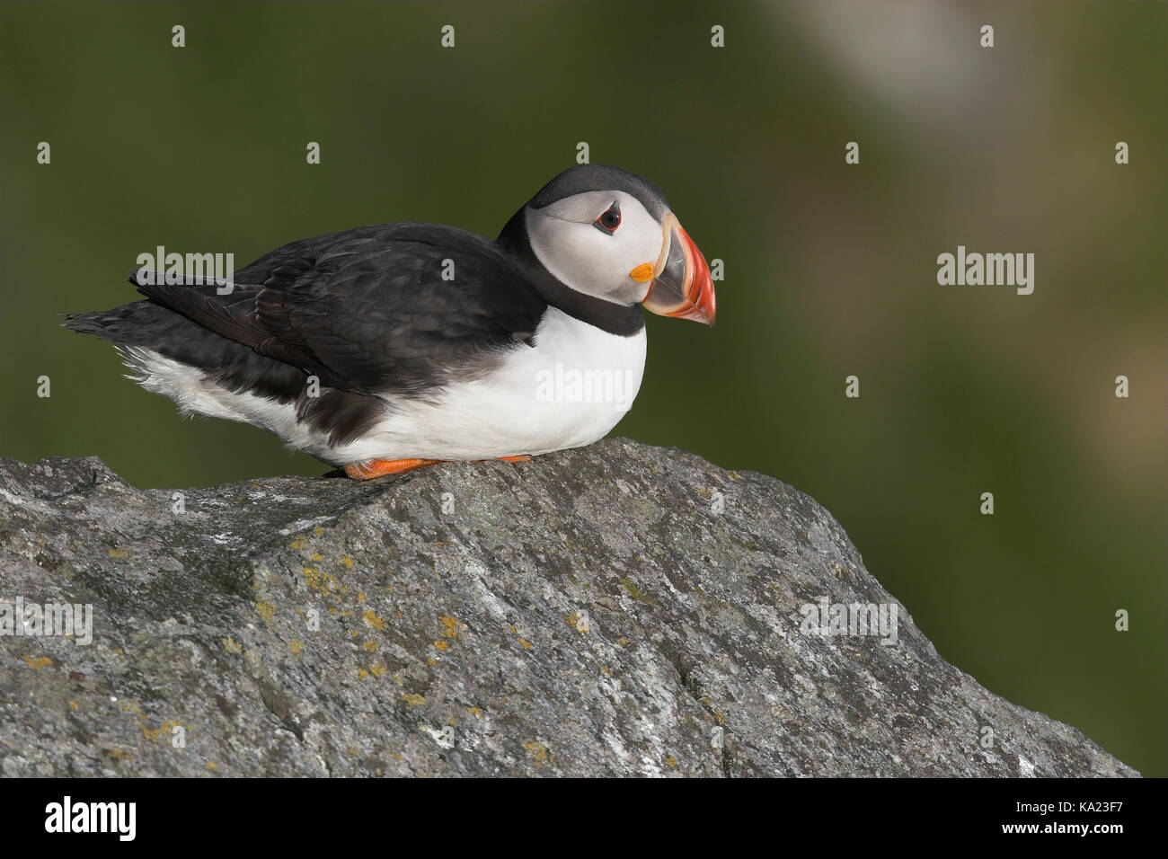 Parrot diver, Atlantic Puffin, Fratercula arctica , Papageitaucher ...