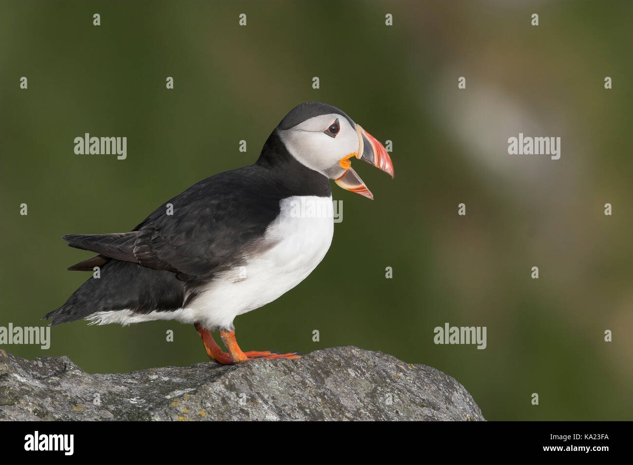 Parrot diver, Atlantic Puffin, Fratercula arctica , Papageitaucher ...