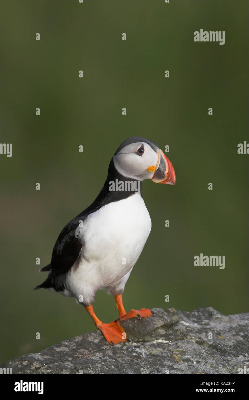 Parrot diver, Atlantic Puffin, Fratercula arctica , Papageitaucher ...