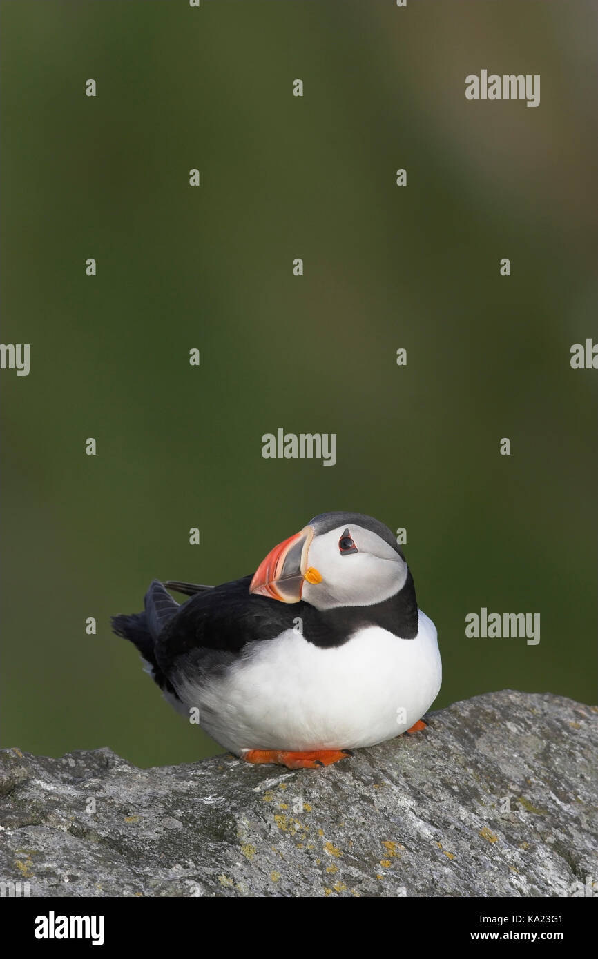 Parrot diver, Atlantic Puffin, Fratercula arctica , Papageitaucher ...