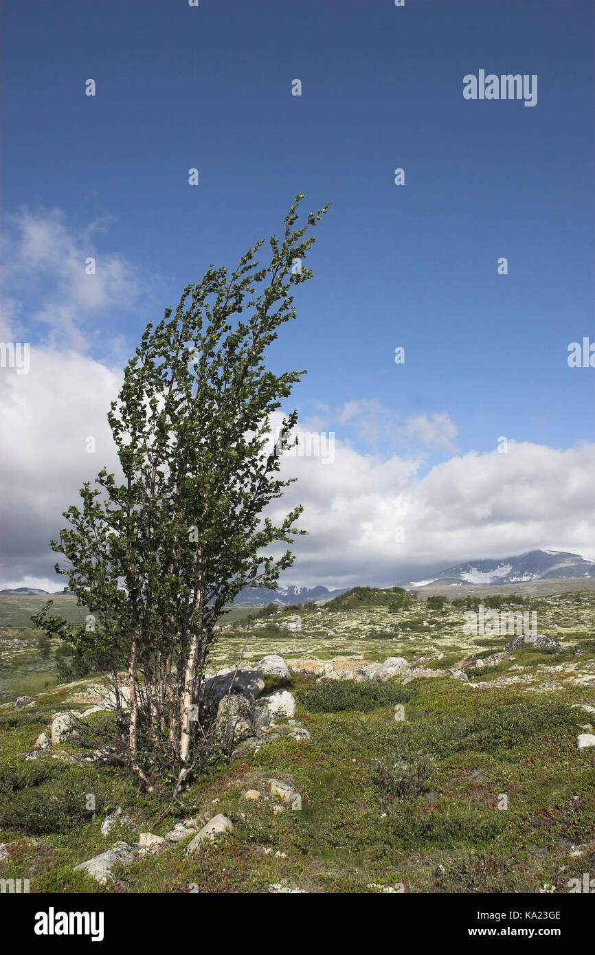 Fjell birch hi-res stock photography and images - Alamy