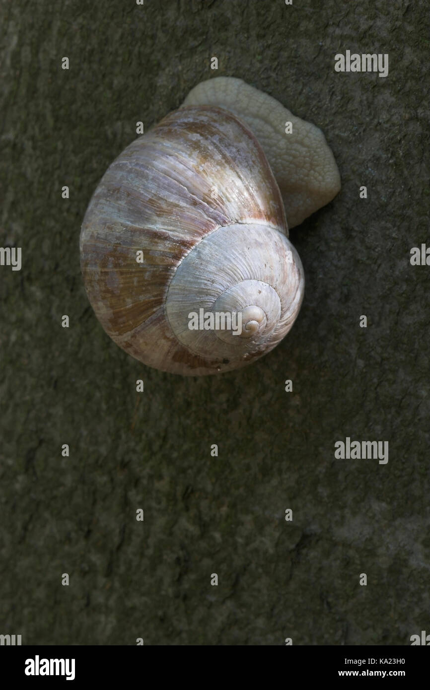 Edible snail, Weinbergschnecke Stock Photo - Alamy