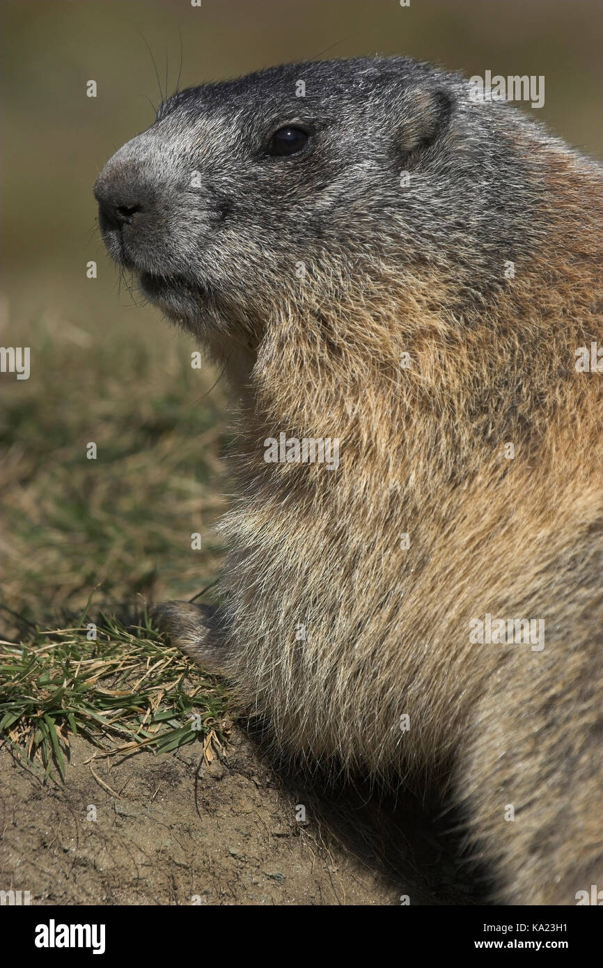 Groundhog, alpine marmot, Marmota marmota, Murmeltier / Alpine marmot ...