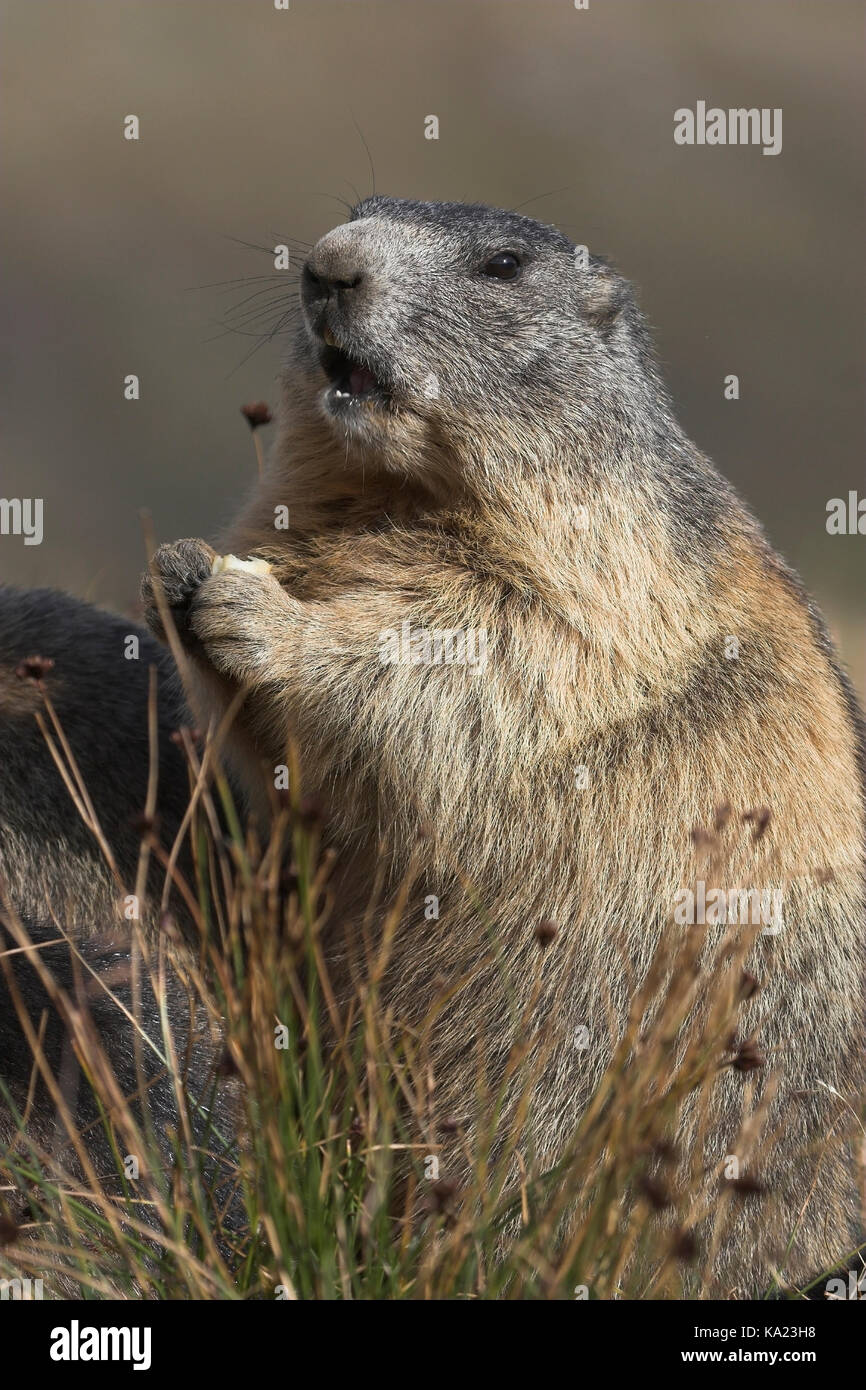 Groundhog, alpine marmot, Marmota marmota, Murmeltier / Alpine marmot ...