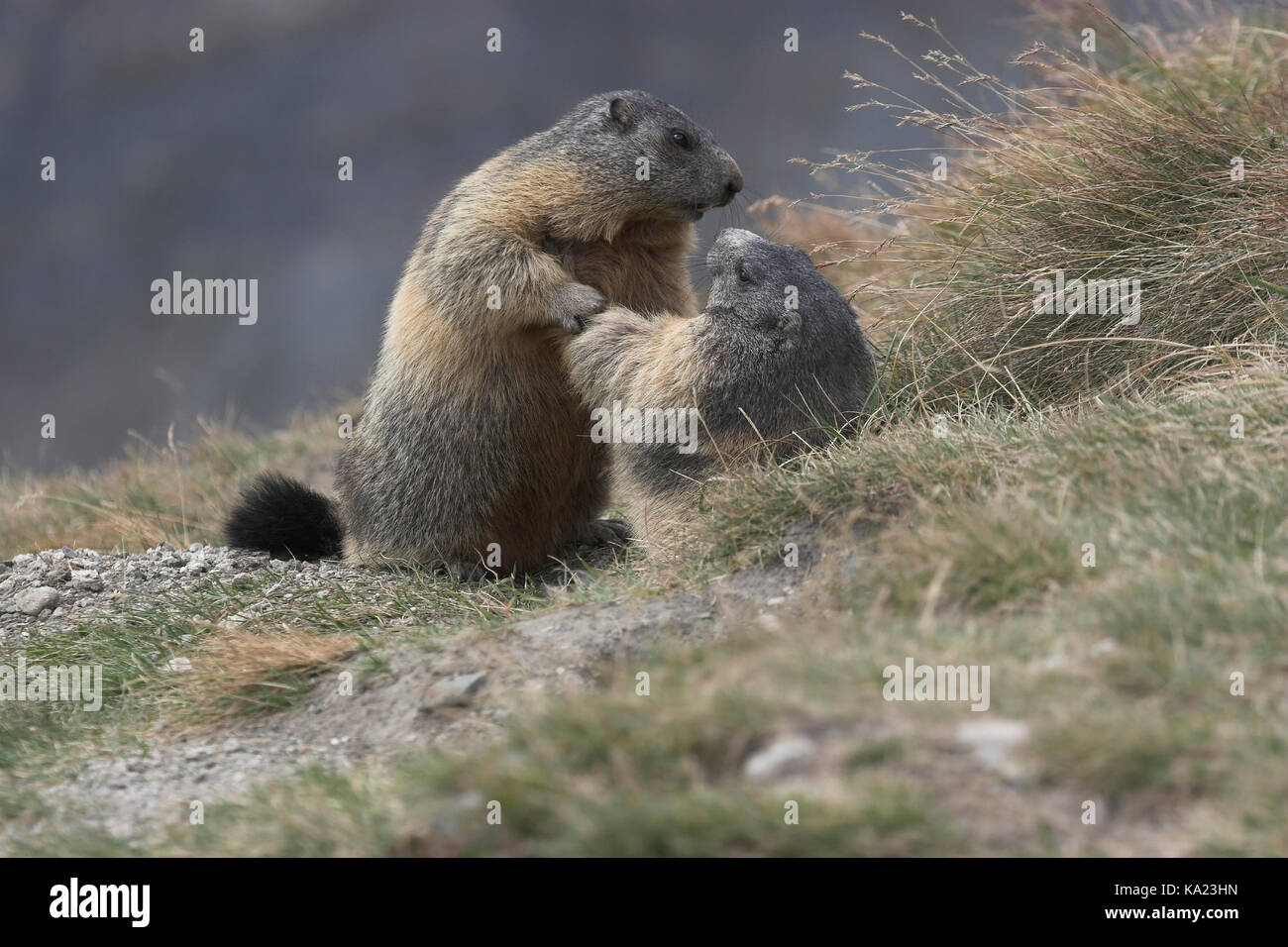 Groundhog fight, Murmeltier Kampf Stock Photo - Alamy