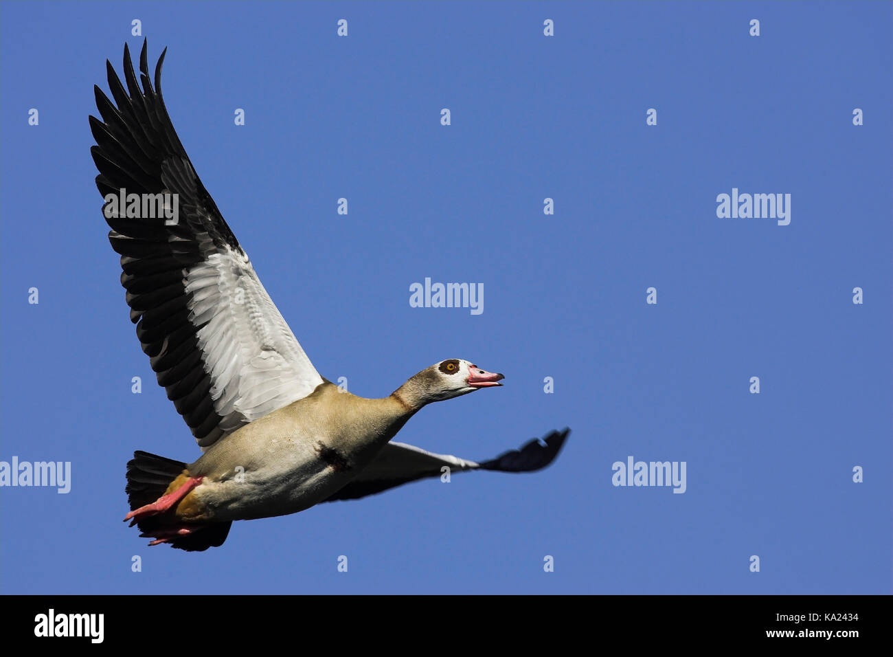 Nile goose, Egyptian Goose, Alopochen aegyptiacus, Nilgans / Egyptian ...