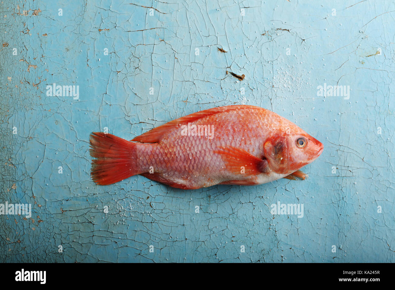 Raw Tilapia fish on blue background, food and copy-space Stock Photo ...