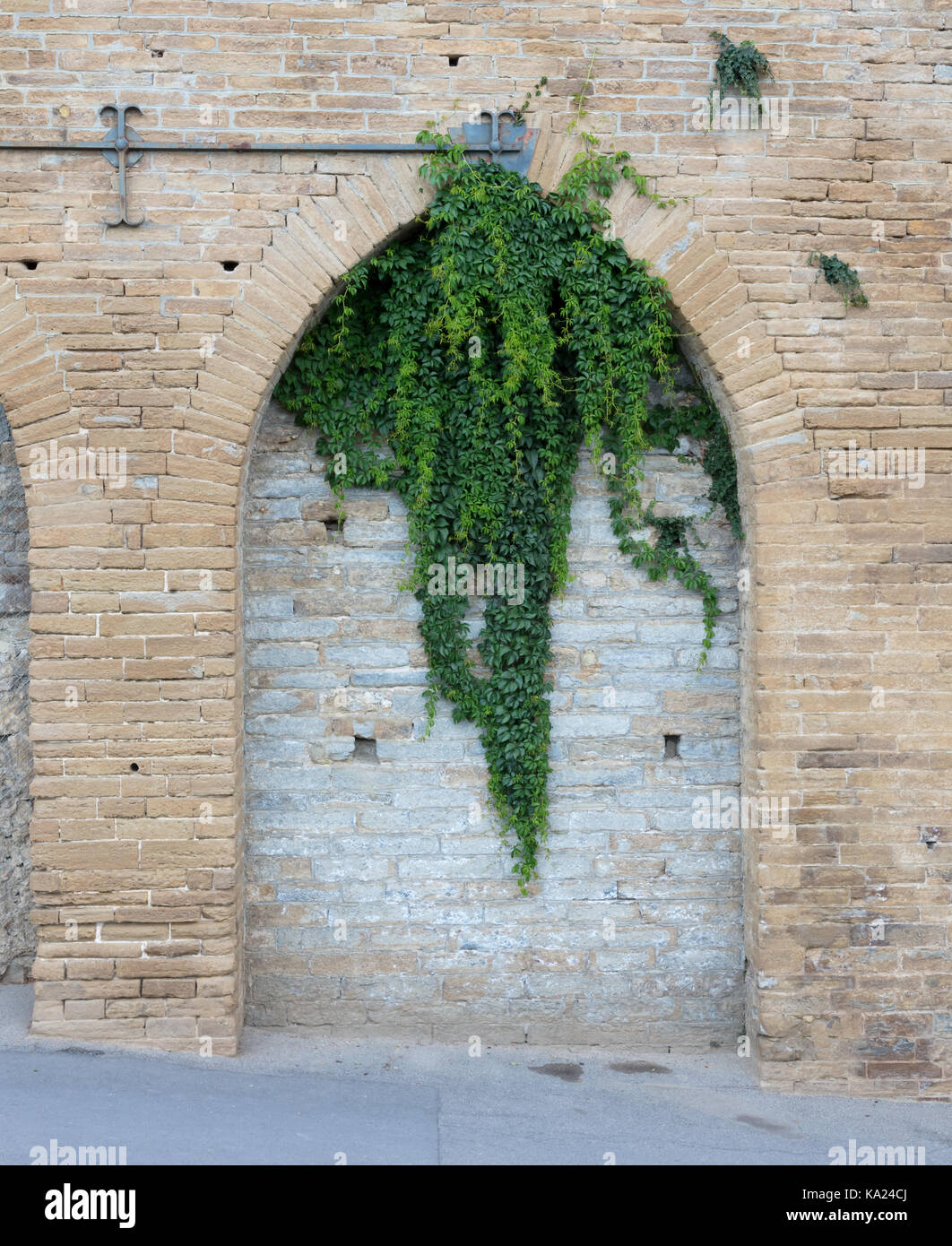 Old wall background with ivy climbing tree - Germany Stock Photo - Alamy
