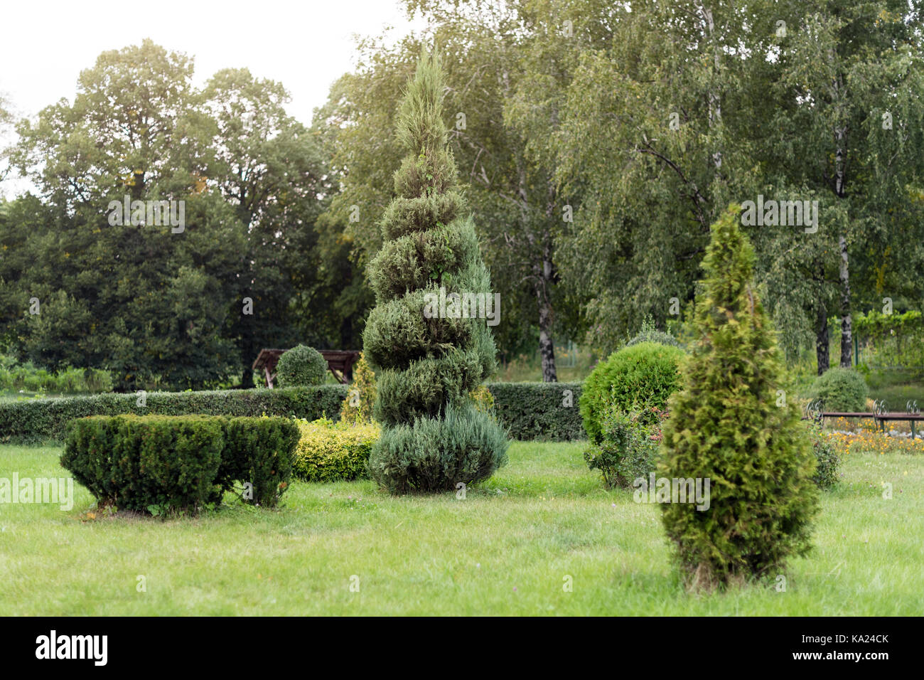 Park with shrubs and green lawns, landscape design. Topiary, green ...