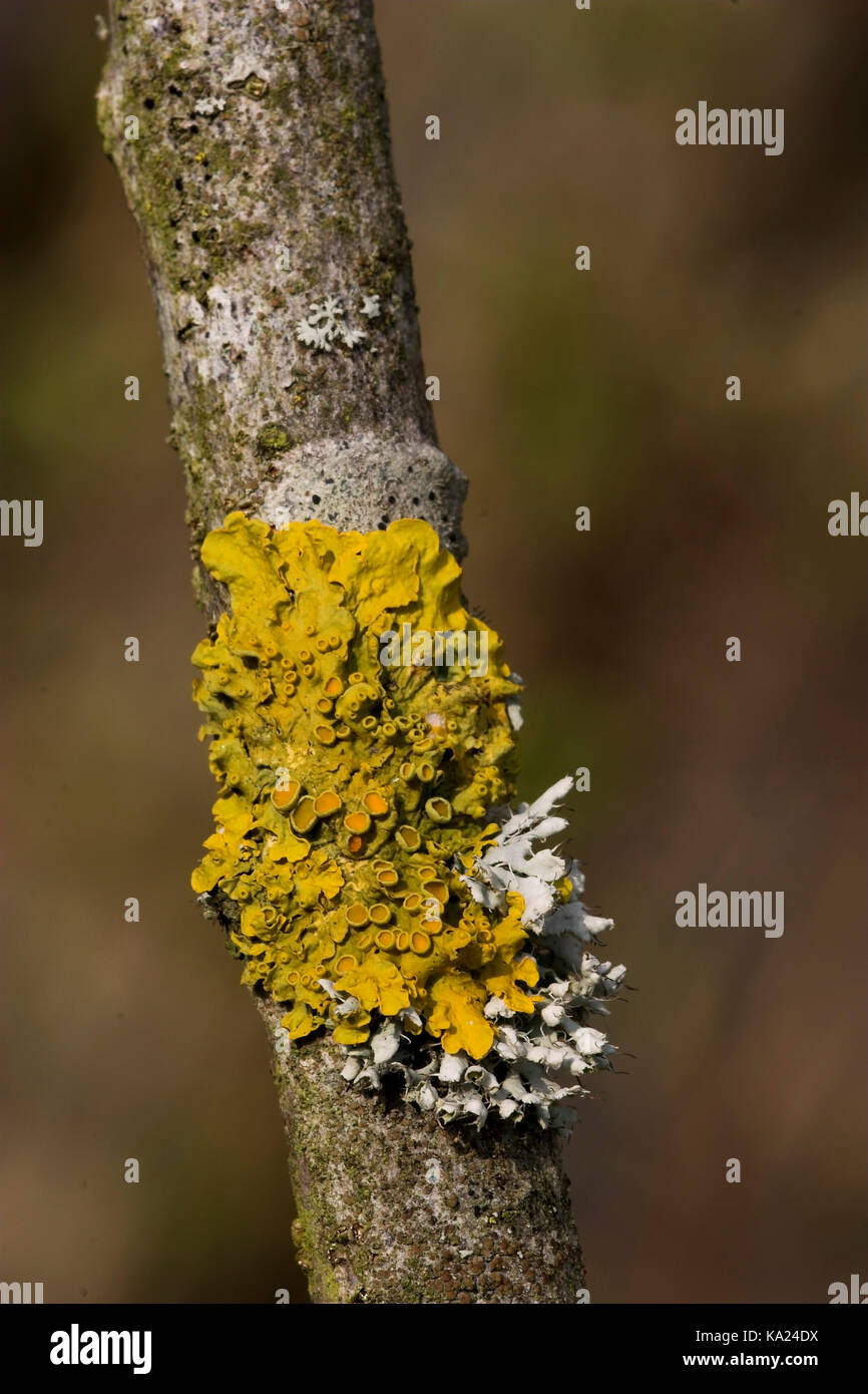 Flechte hi-res stock photography and images - Alamy