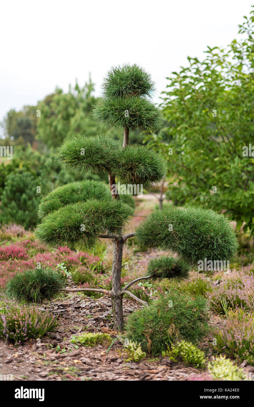 Park with shrubs and green lawns, landscape design. Topiary, green ...
