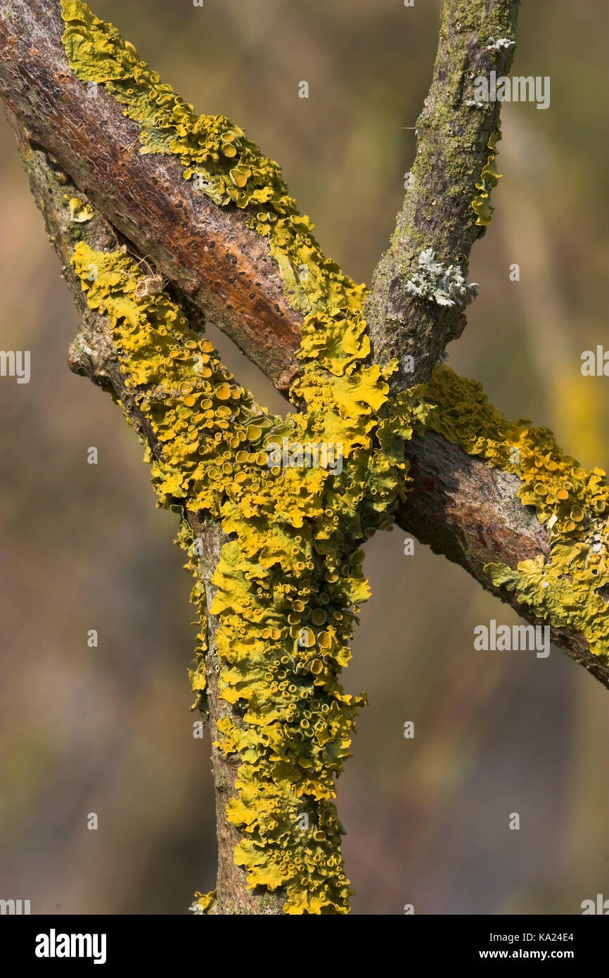 Flechte hi-res stock photography and images - Alamy