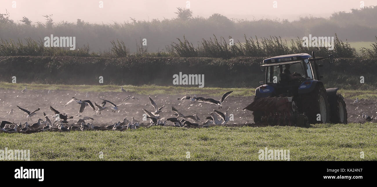 Gulls follow the tractor hi-res stock photography and images - Alamy