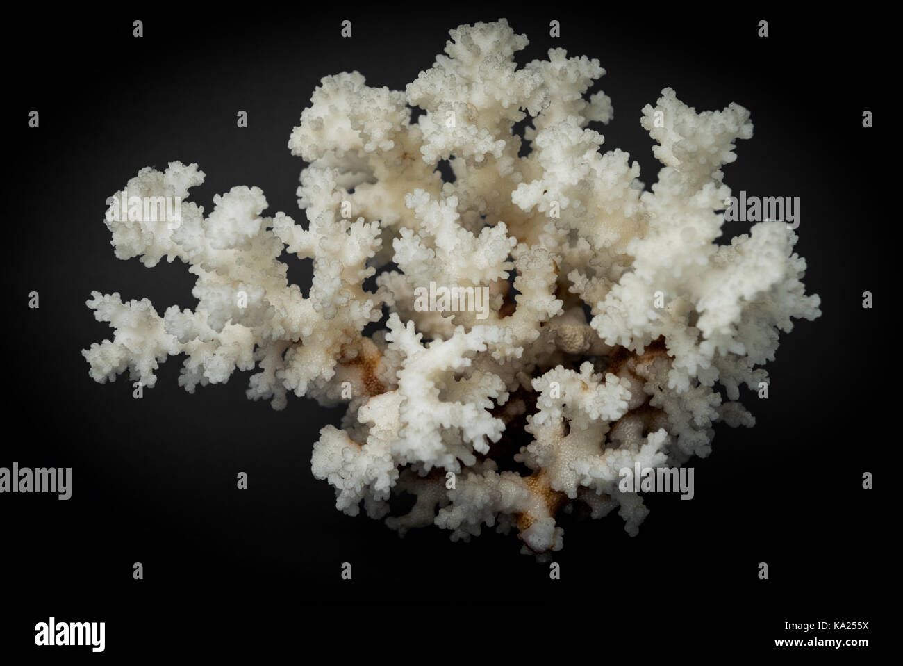 Polyp structures hi-res stock photography and images - Alamy