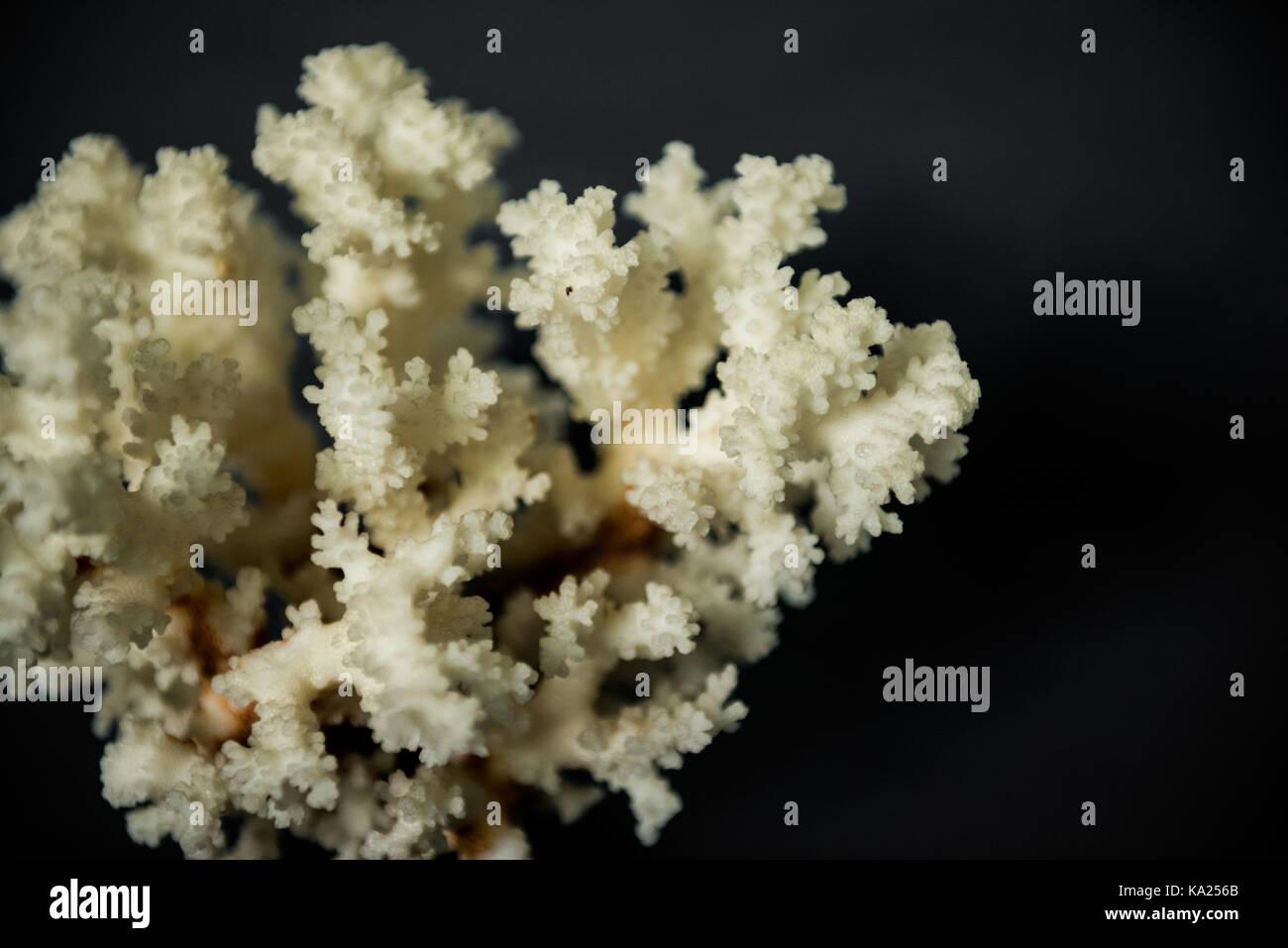 White translucent polyps hi-res stock photography and images - Alamy