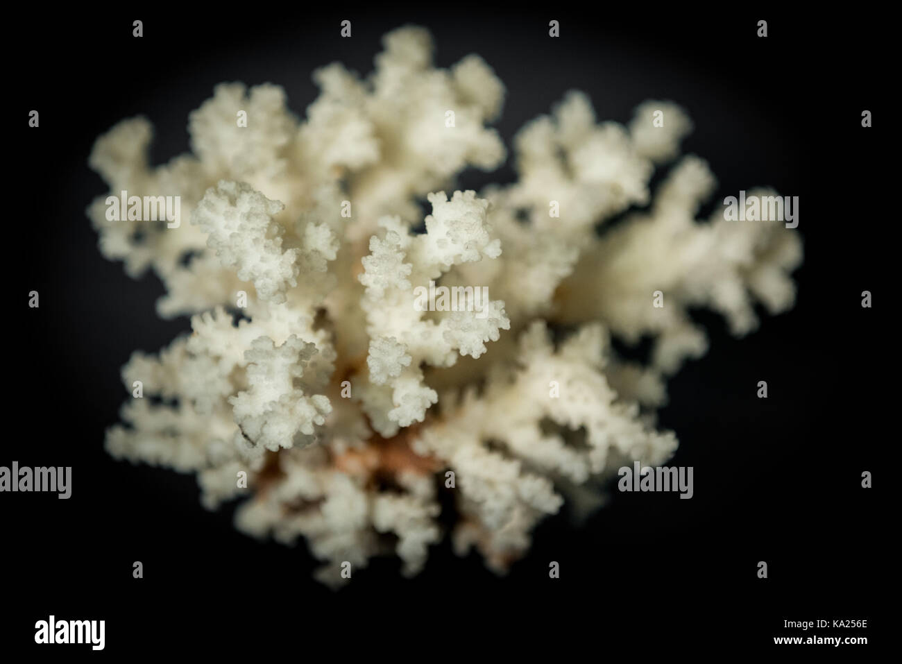 White translucent polyps hi-res stock photography and images - Alamy