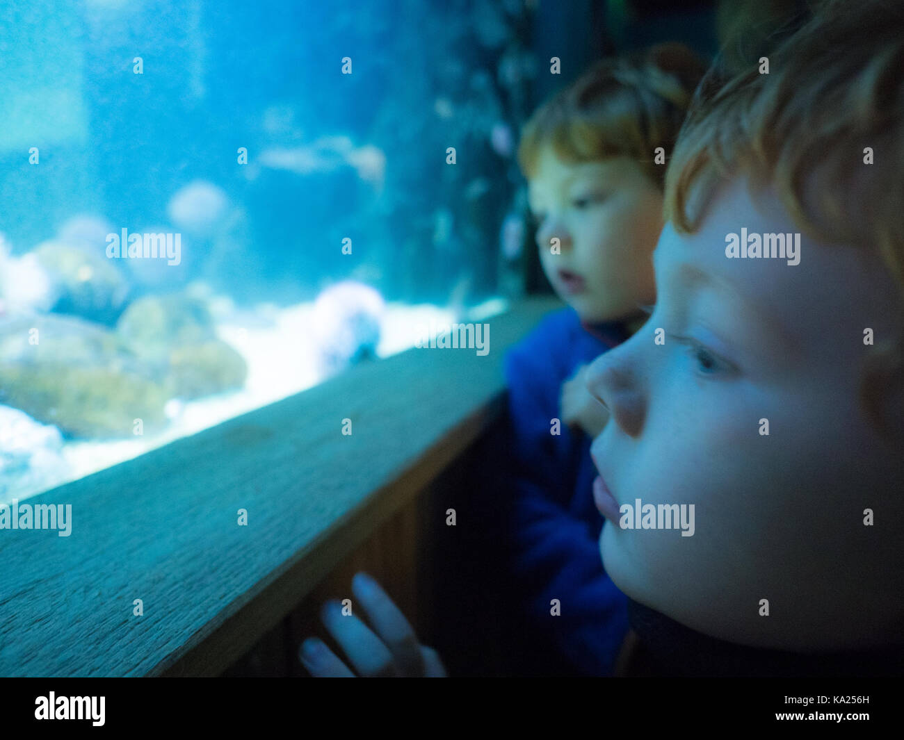Looking at the Fish Stock Photo - Alamy