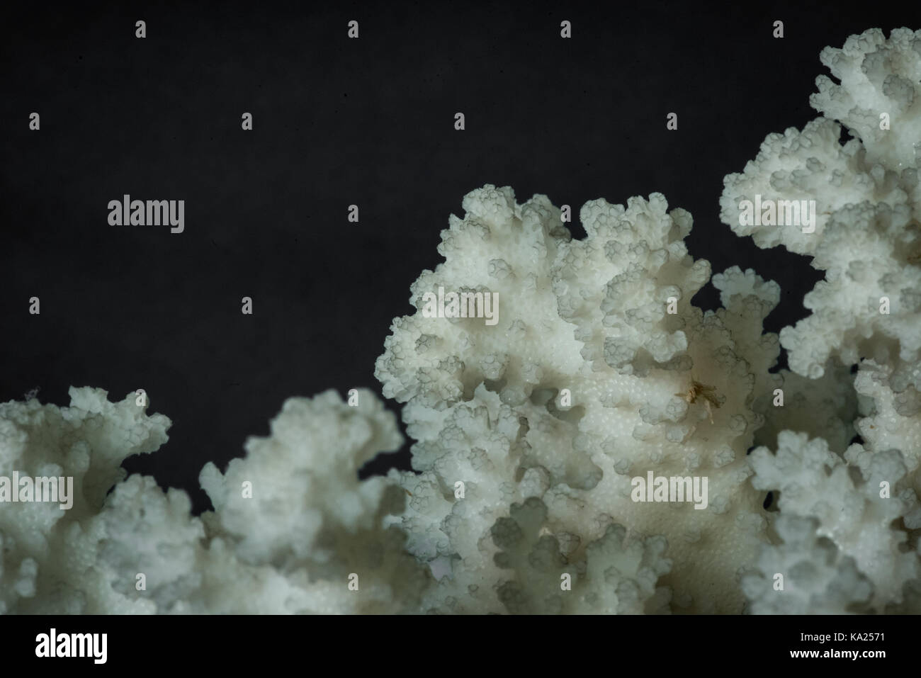 White translucent polyps hi-res stock photography and images - Alamy