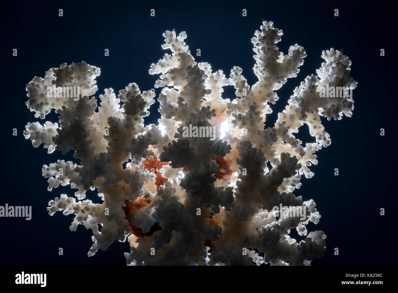 White translucent polyps hi-res stock photography and images - Alamy