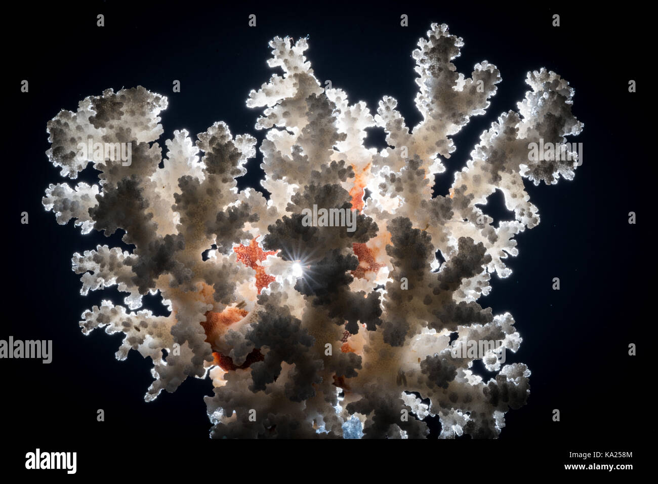 Polyp structures hi-res stock photography and images - Alamy