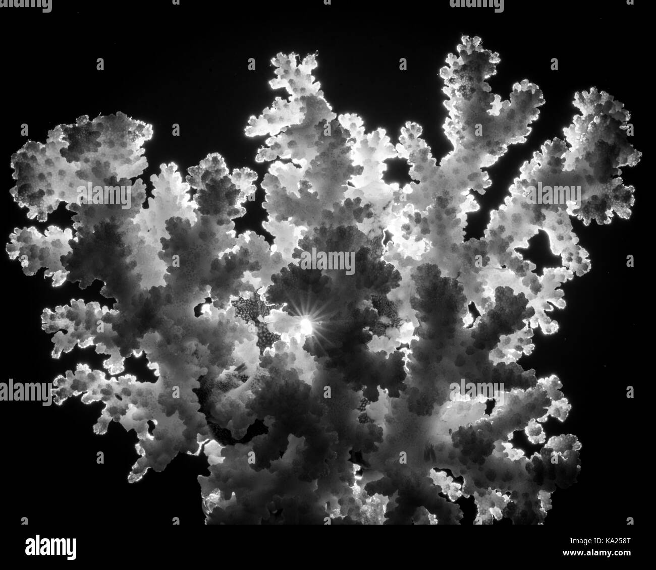 Coral Reef Black and White Stock Photos & Images - Alamy