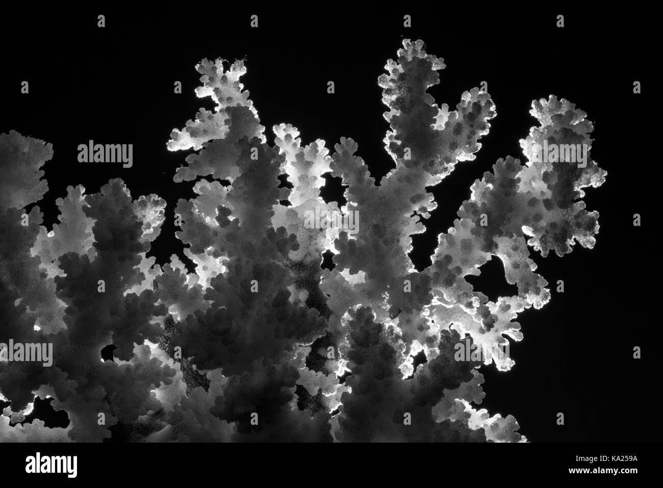 Polyp structures Black and White Stock Photos & Images - Alamy