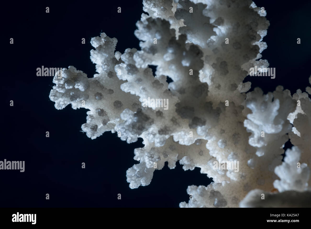 White translucent polyps hi-res stock photography and images - Alamy