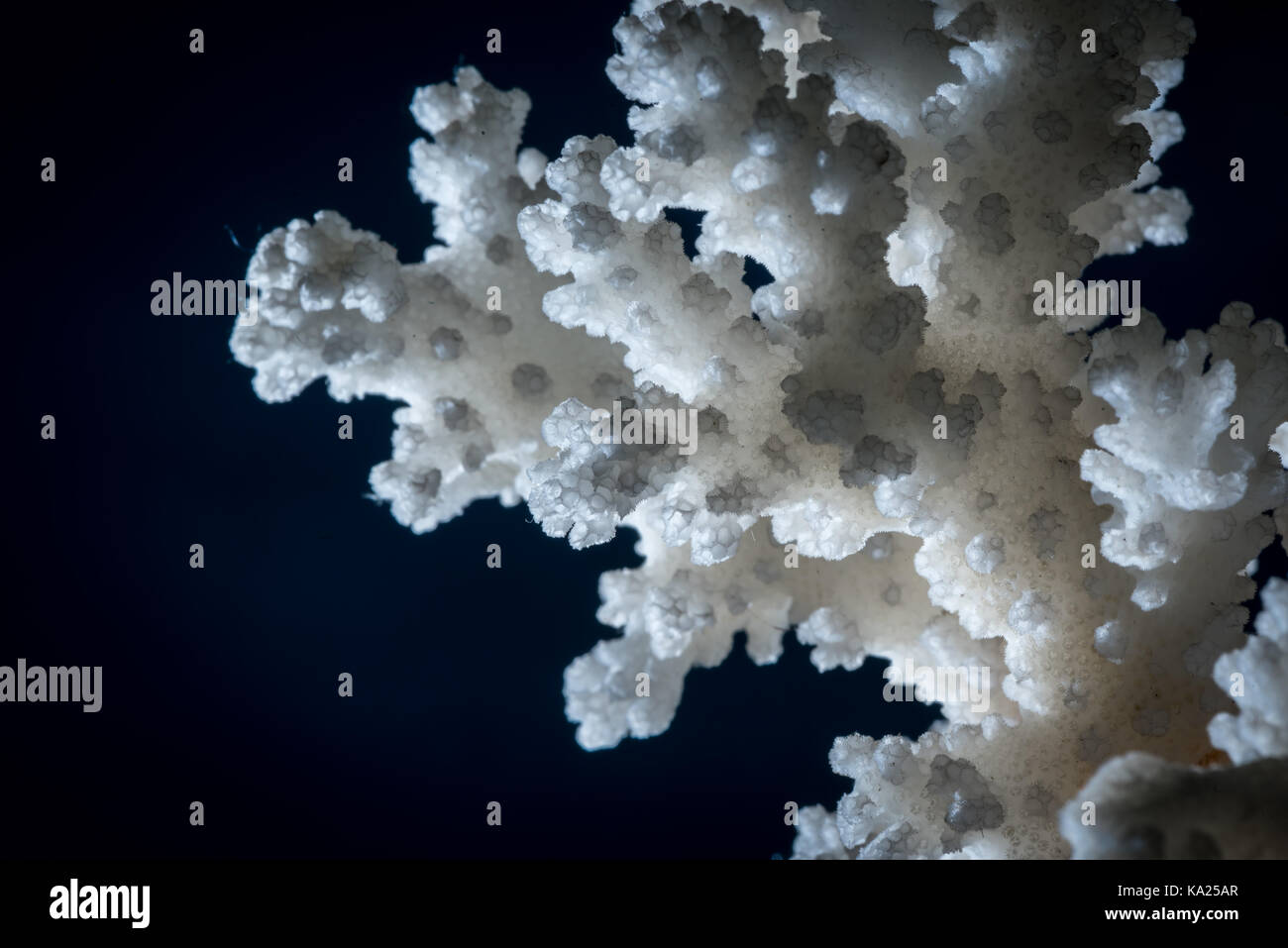White translucent polyps hi-res stock photography and images - Alamy