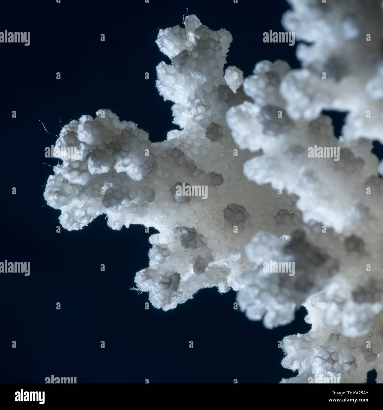 White translucent polyps hi-res stock photography and images - Alamy