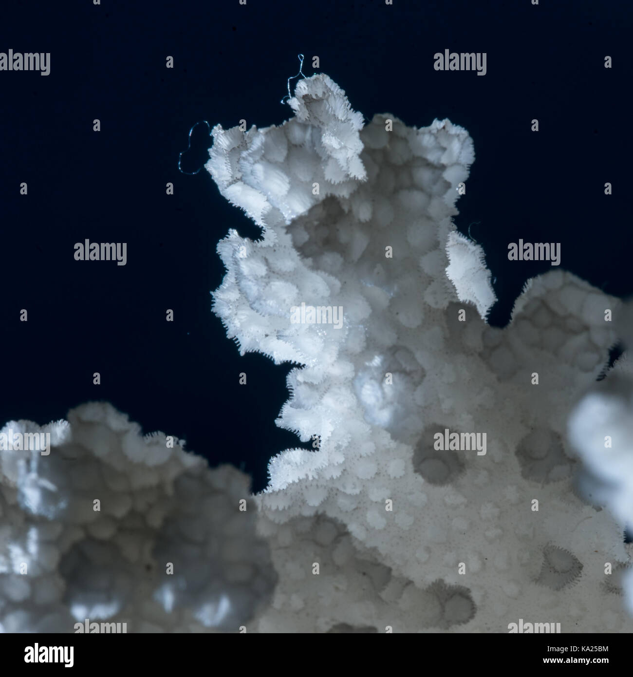 White translucent polyps hi-res stock photography and images - Alamy