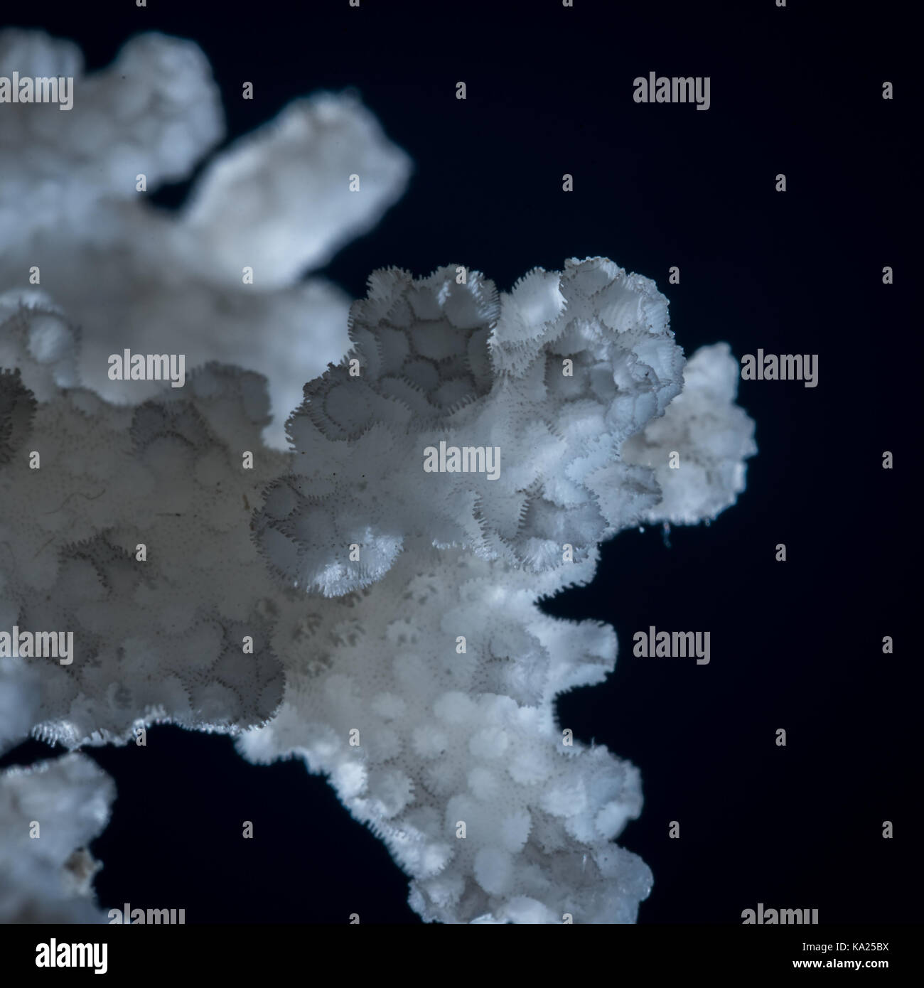 White translucent polyps hi-res stock photography and images - Alamy