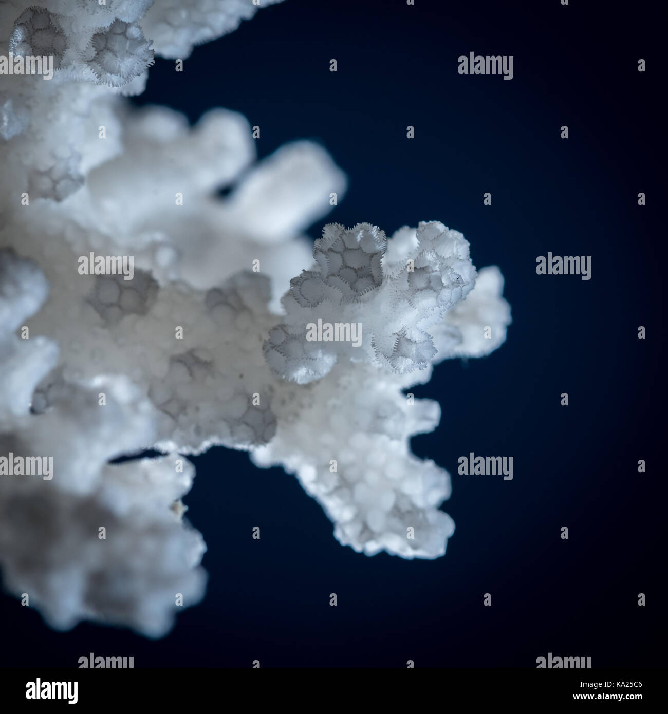 White translucent polyps hi-res stock photography and images - Alamy
