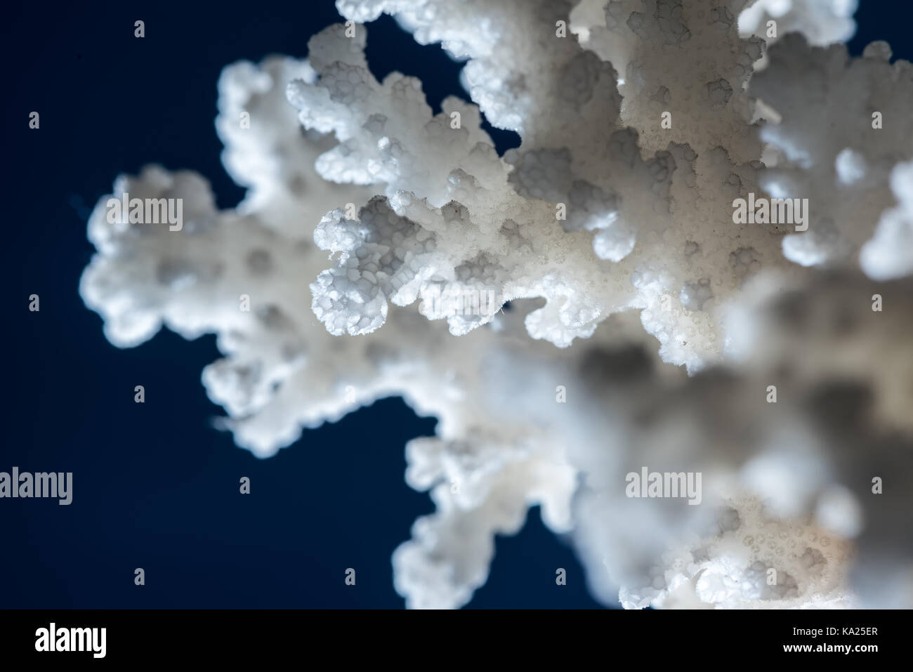 White translucent polyps hi-res stock photography and images - Alamy