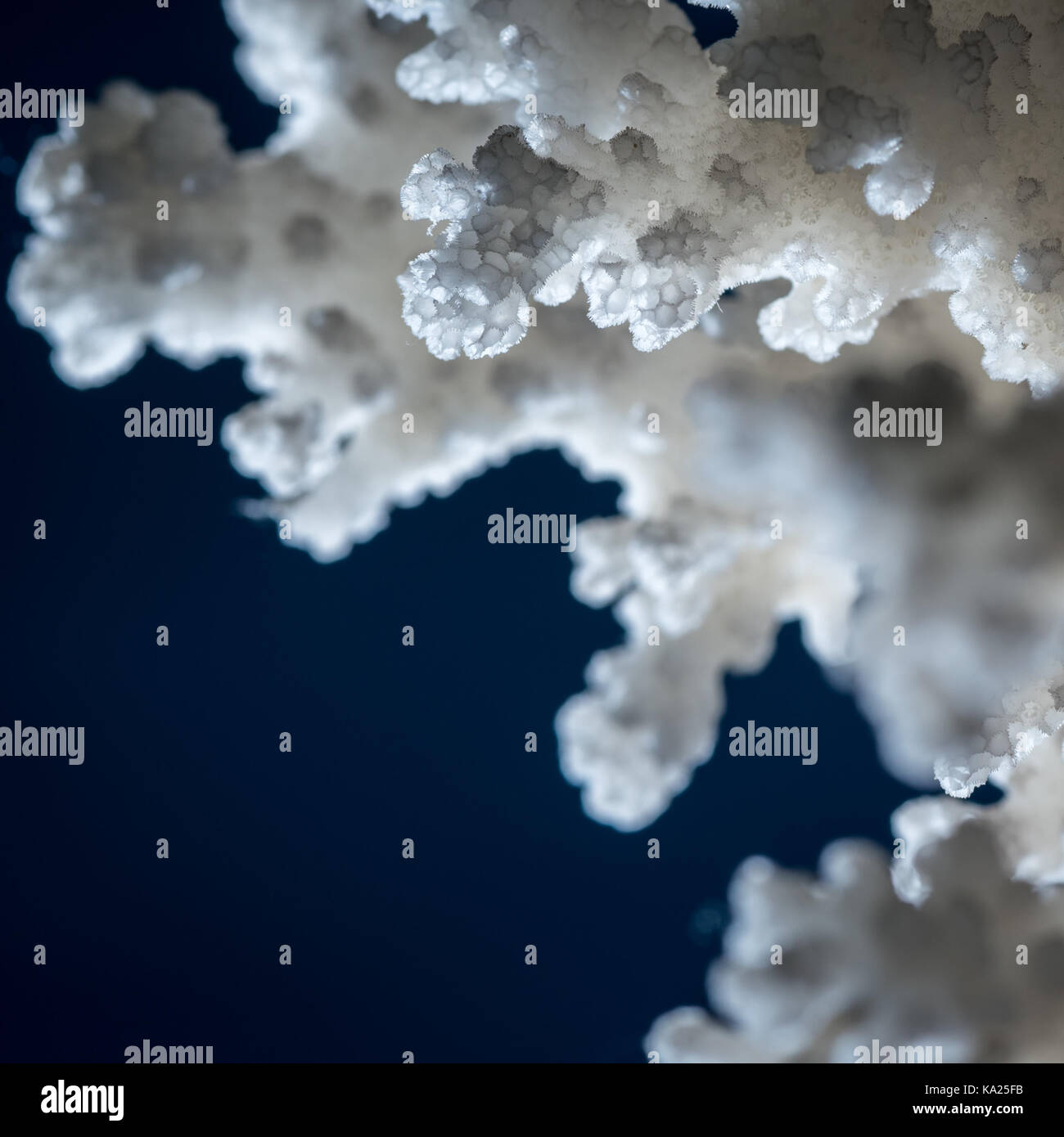 White translucent polyps hi-res stock photography and images - Alamy