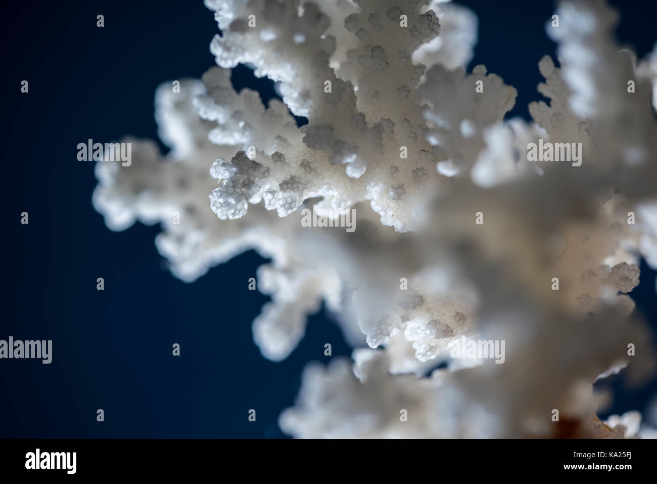White translucent polyps hi-res stock photography and images - Alamy