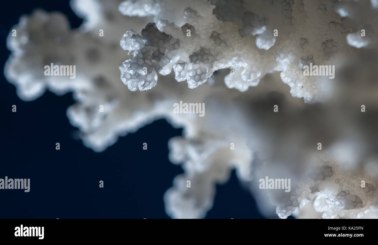 White translucent polyps hi-res stock photography and images - Alamy
