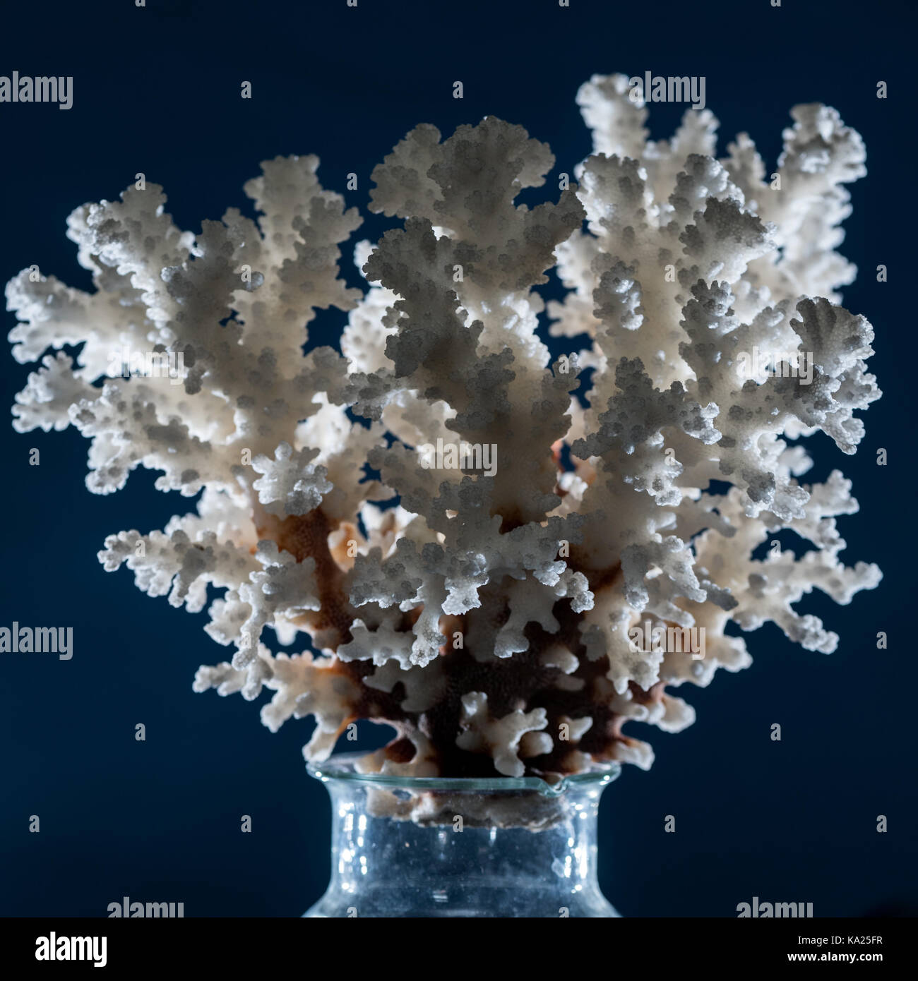 White translucent polyps hi-res stock photography and images - Alamy