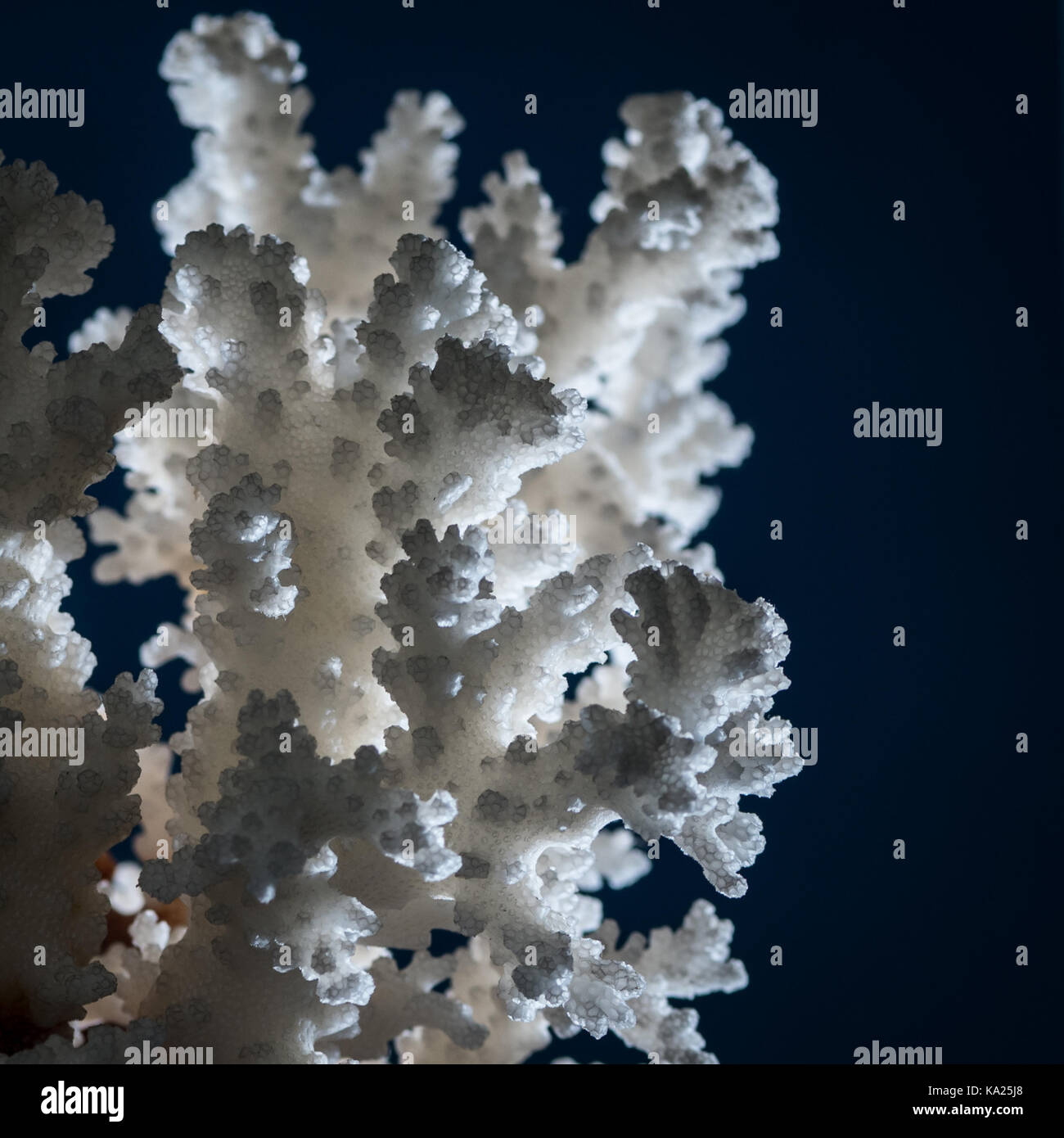 White translucent polyps hi-res stock photography and images - Alamy