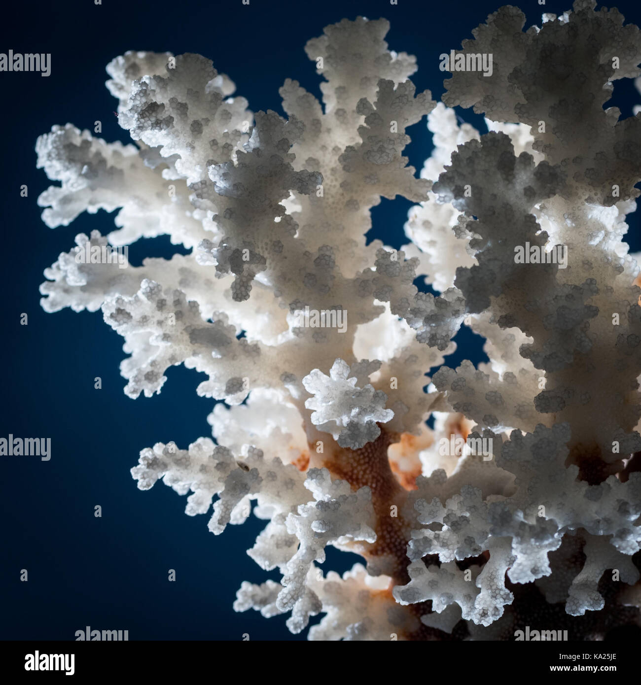 White translucent polyps hi-res stock photography and images - Alamy