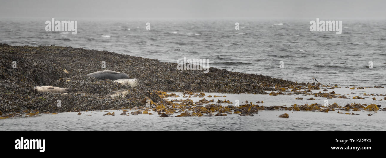 Seals in Scotland Stock Photo - Alamy