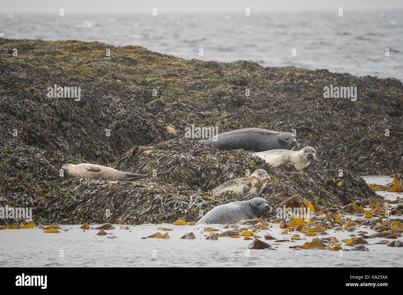Seals in Scotland Stock Photo - Alamy