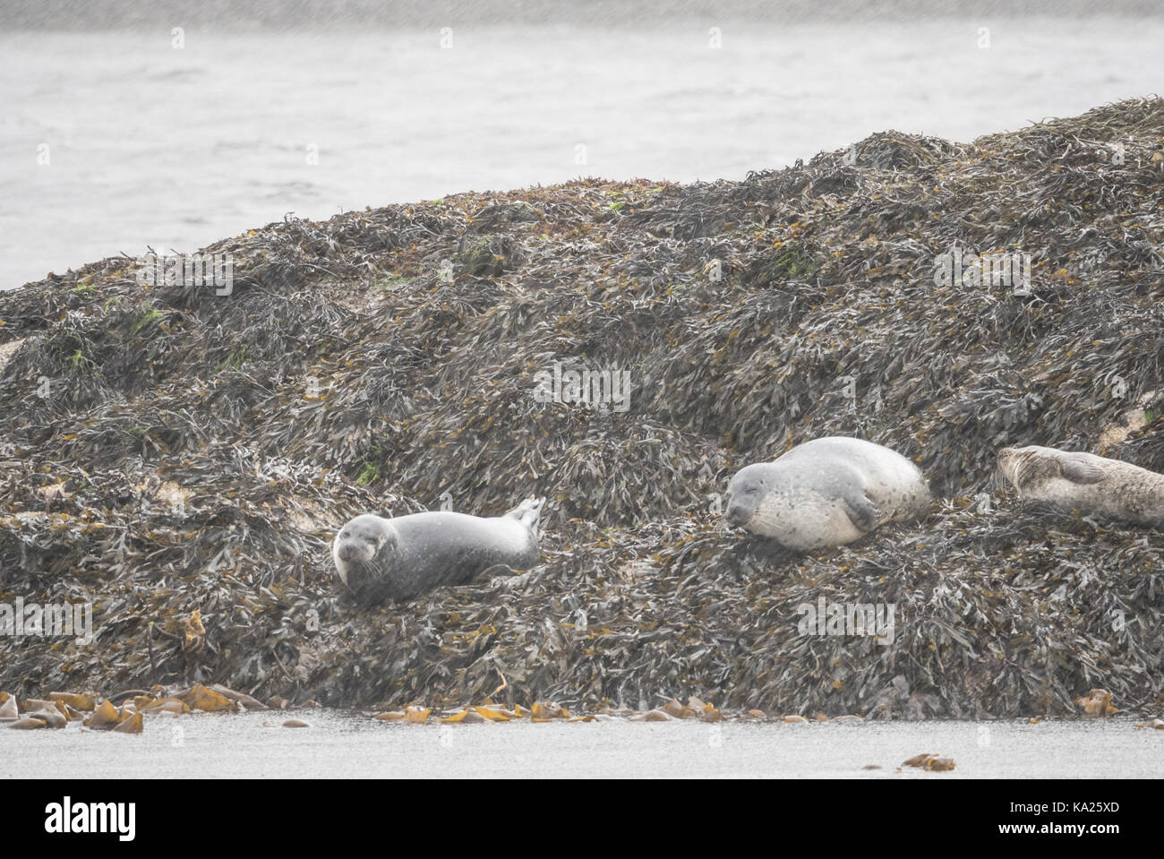 Seals in Scotland Stock Photo - Alamy