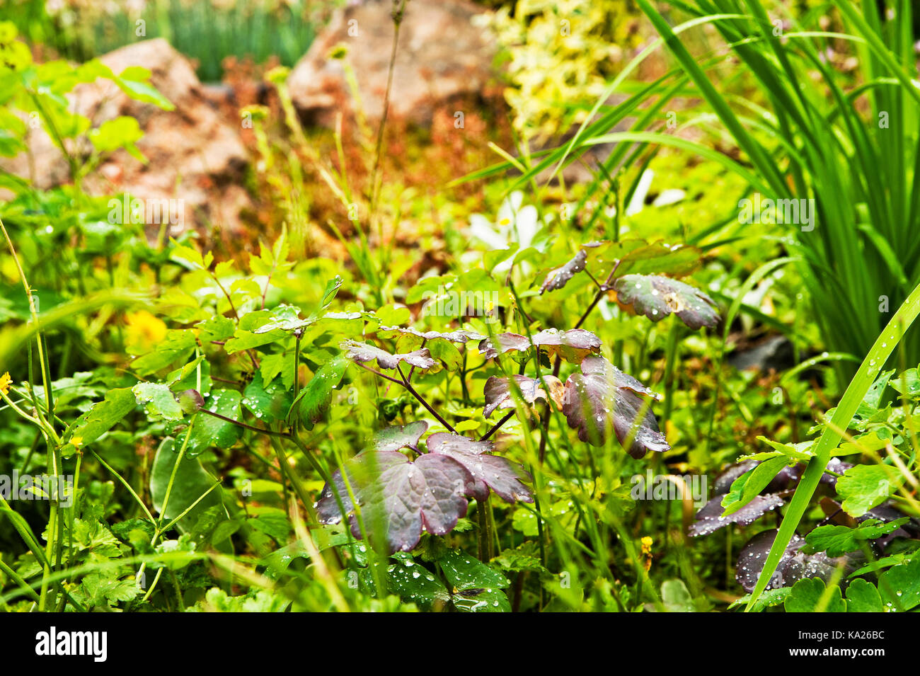 Different green plants on a flowerbed, close-up Stock Photo - Alamy