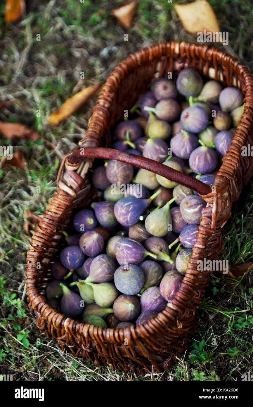 Wicker basket of figs in grass in Autumn Stock Photo - Alamy