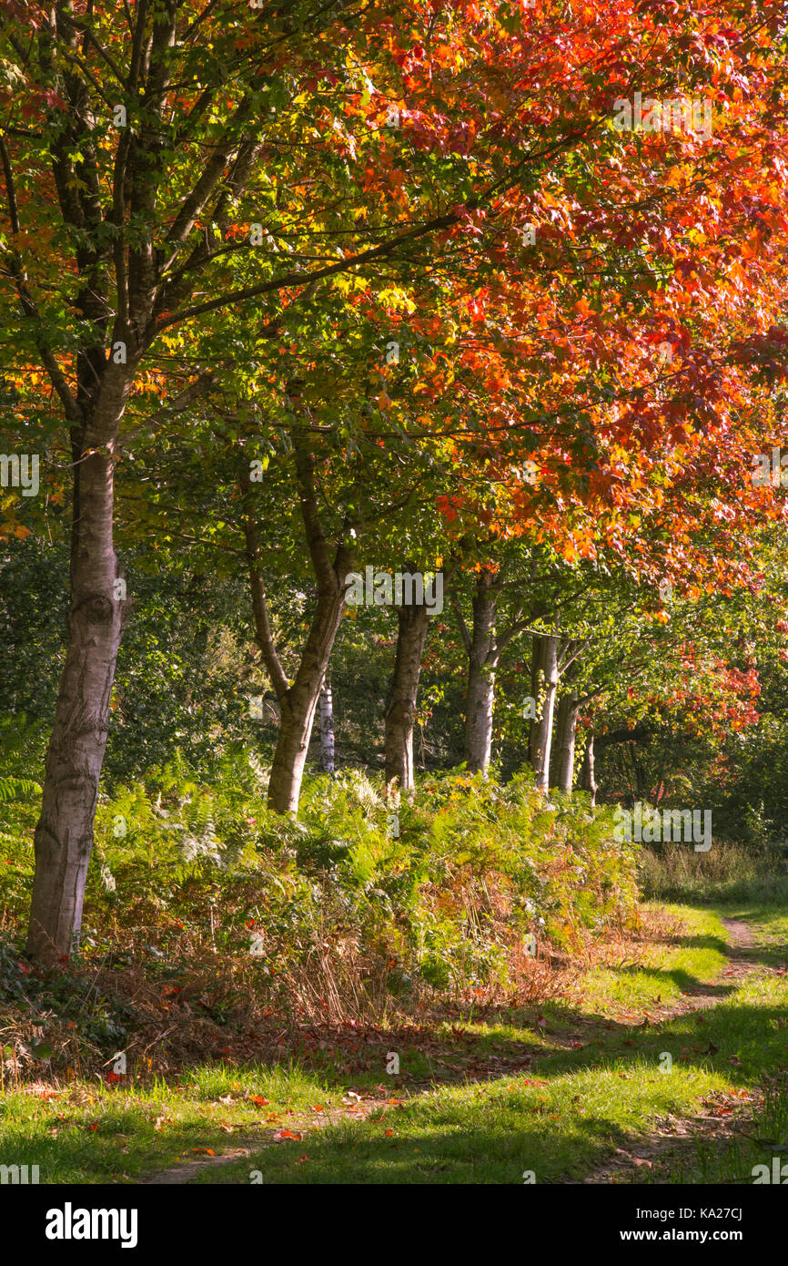 Colourful maple trees in autumn at Bramshott Common in Hampshire, UK ...
