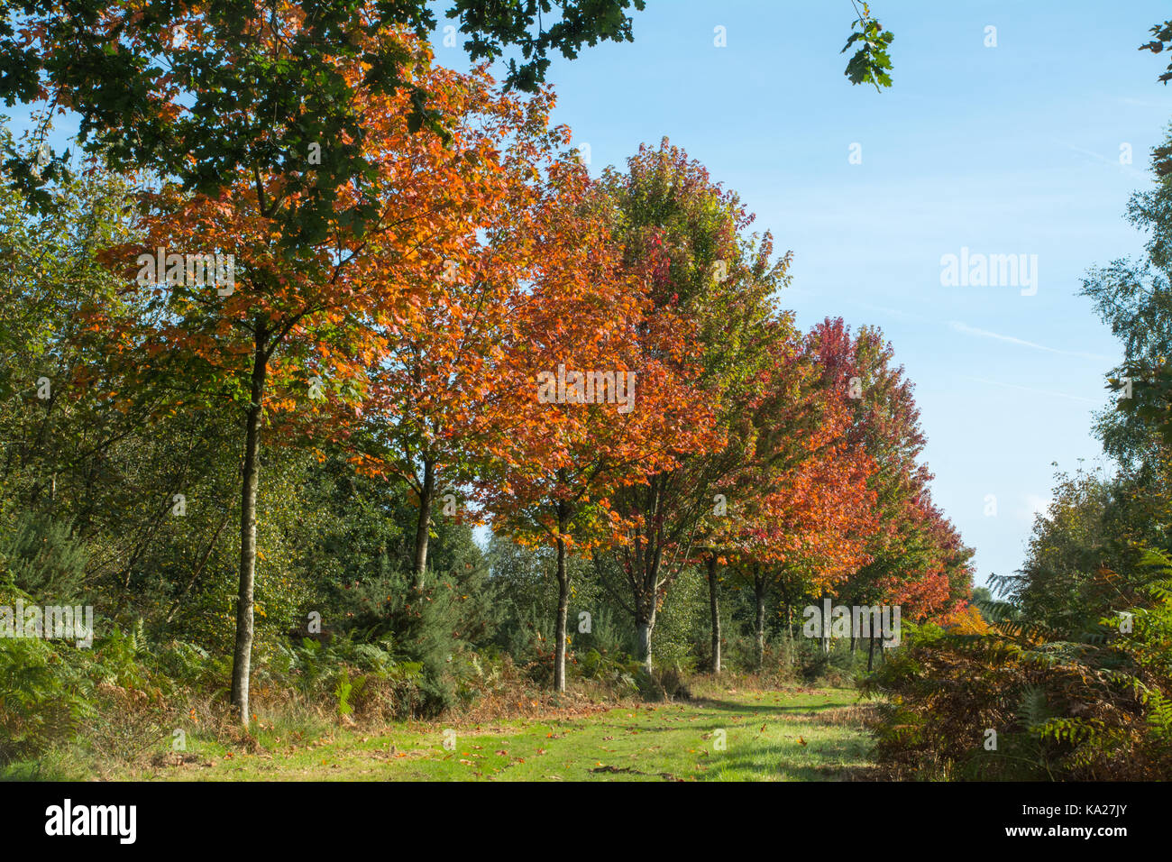 Colourful maple trees in autumn at Bramshott Common in Hampshire, UK ...