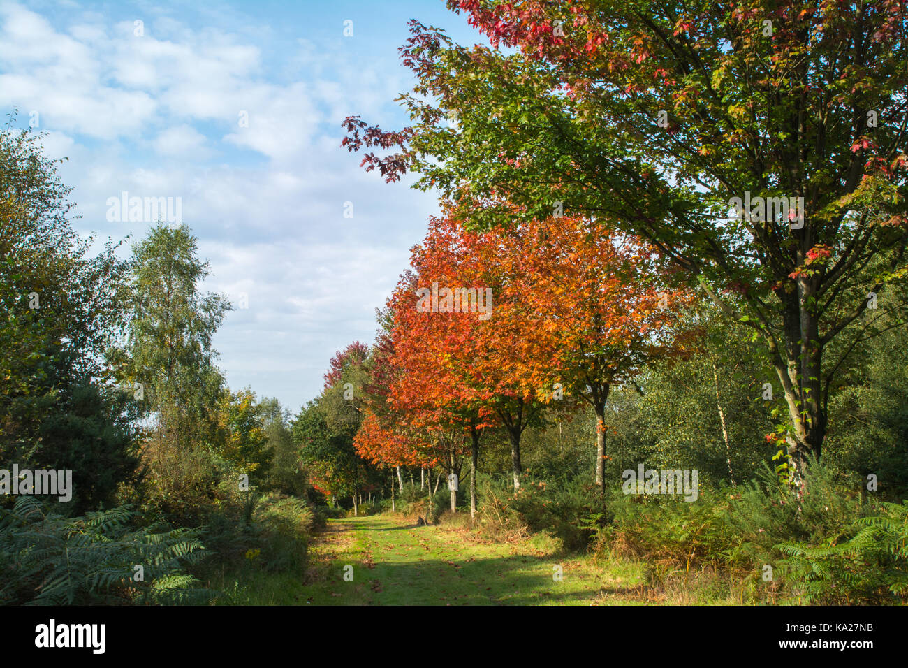 Bramshott memorial hi-res stock photography and images - Alamy