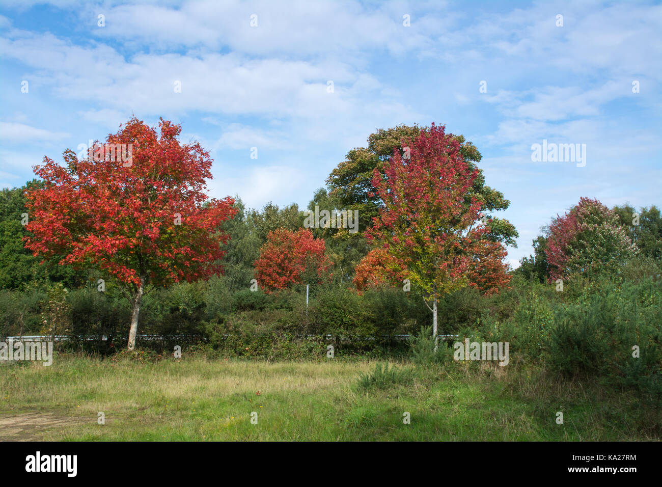 Colourful maple trees in autumn at Bramshott Common in Hampshire, UK ...