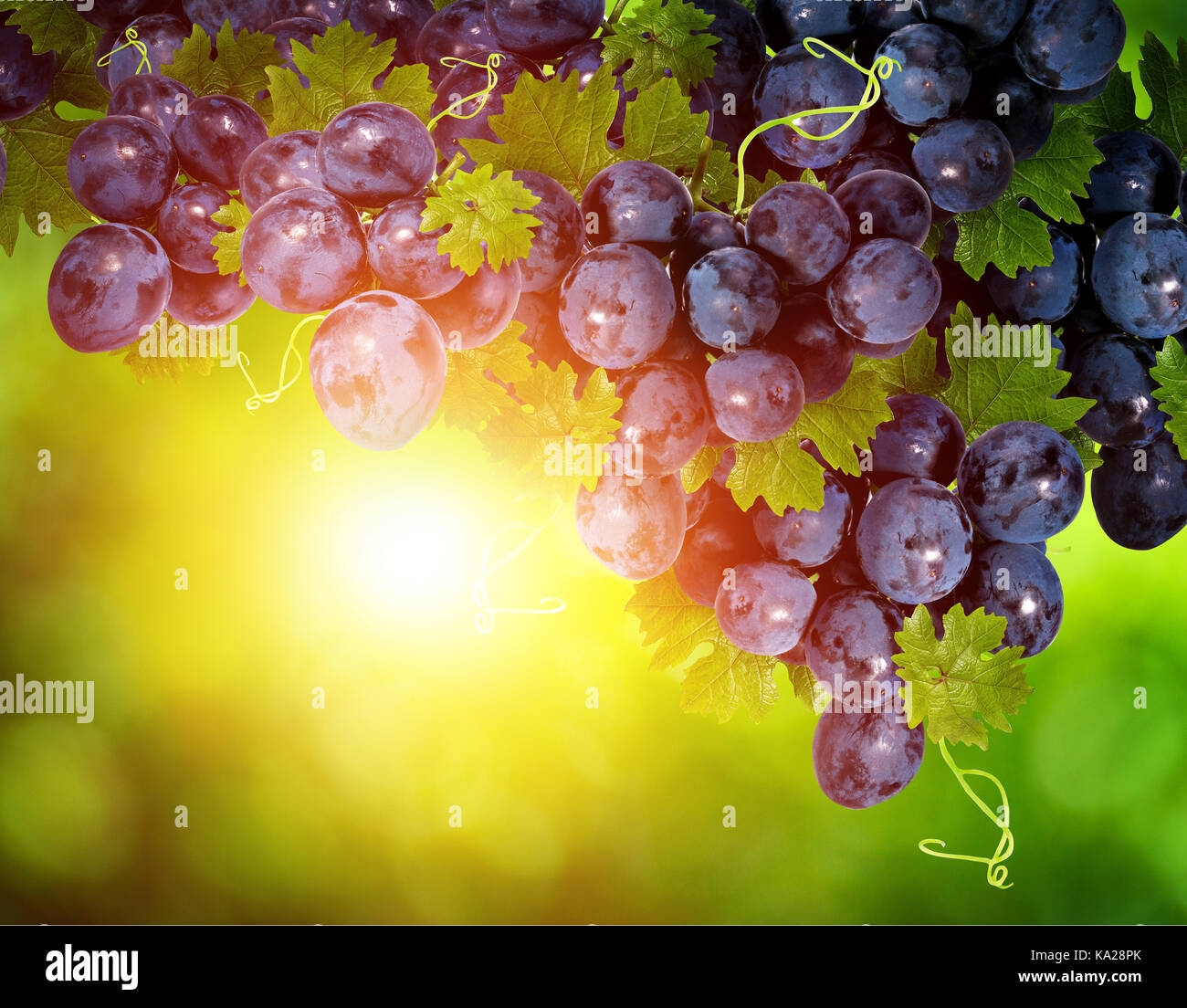 Close-up of a bunch of grapes on grapevine at susnset in garden Stock ...