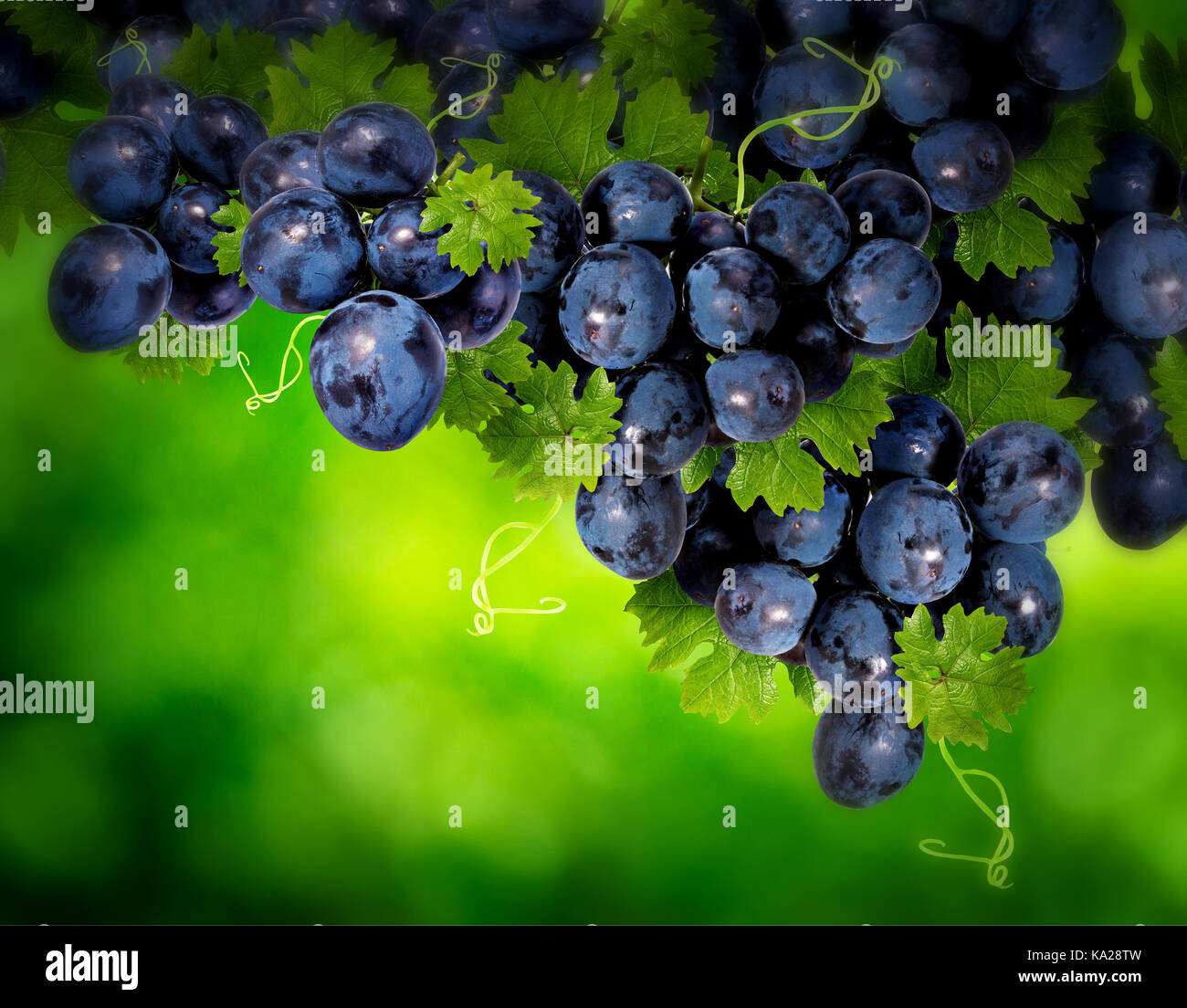 Close-up of a bunch of grapes on grapevine in garden Stock Photo - Alamy
